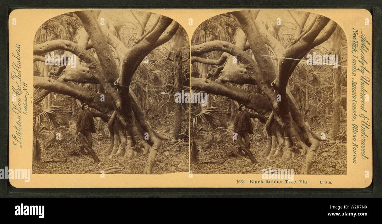 Black rubber tree Florida, from Robert N Dennis collection of ...