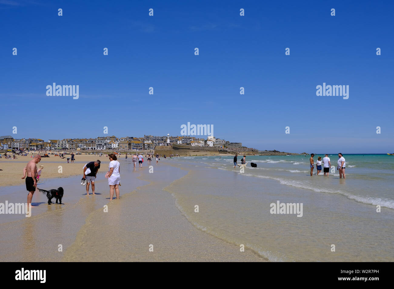 Dogs on the beach at St Ives in Cornwall Stock Photo - Alamy