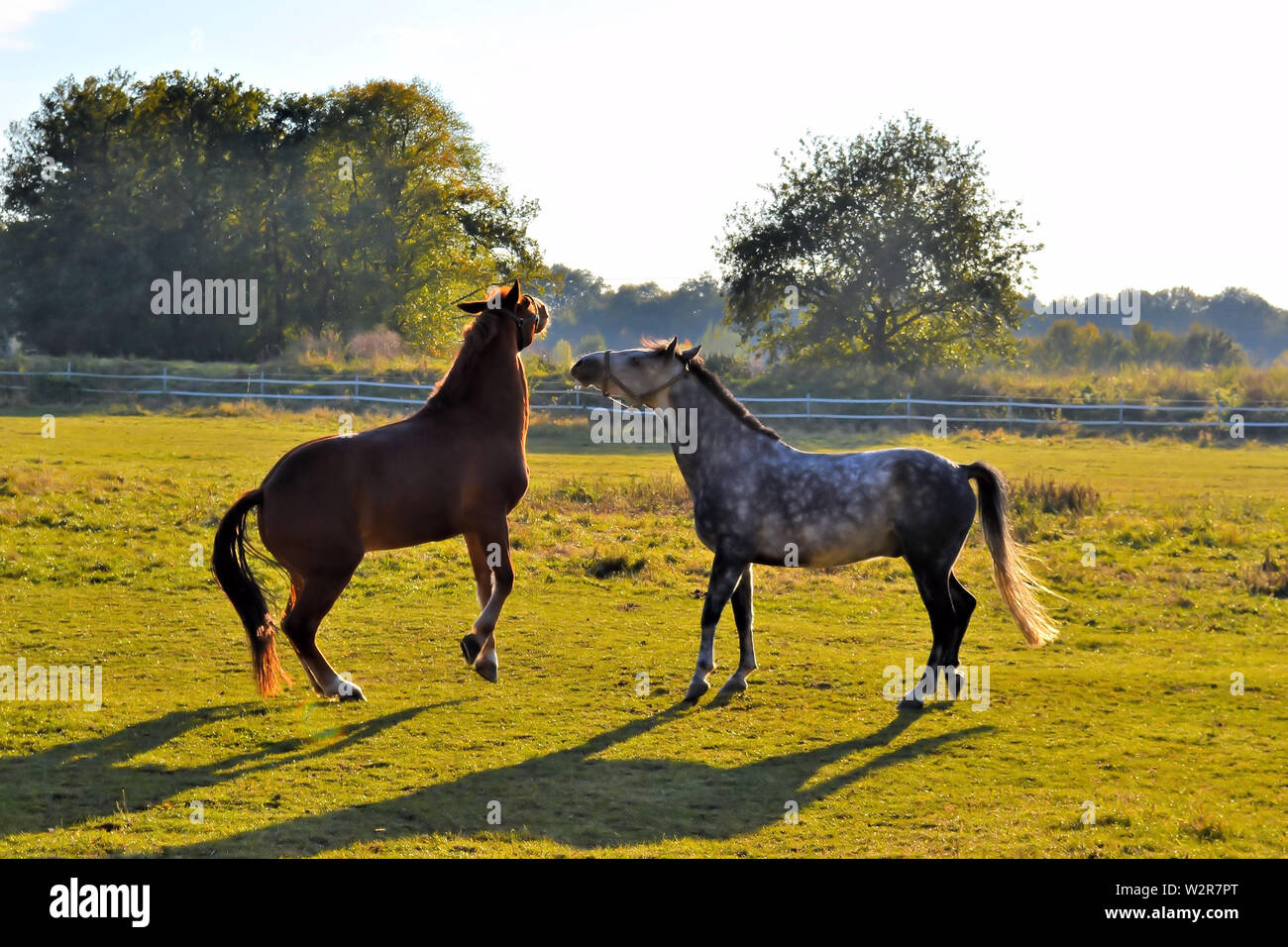 Animals in pairs hi-res stock photography and images - Alamy