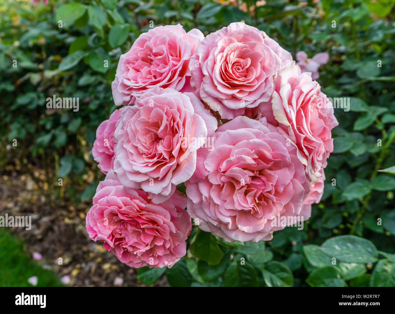 A close-up shot of a cluster of pink roses at Point Defiance Park in ...