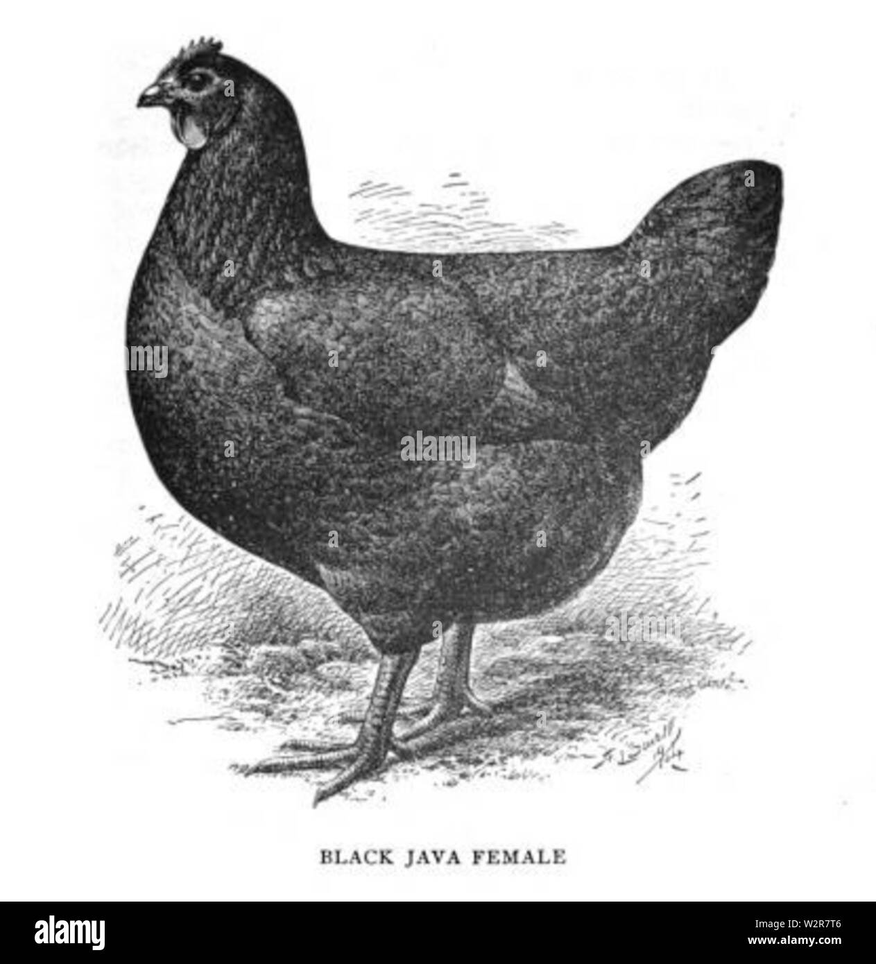 Chicken genetics Black and White Stock Photos & Images - Alamy