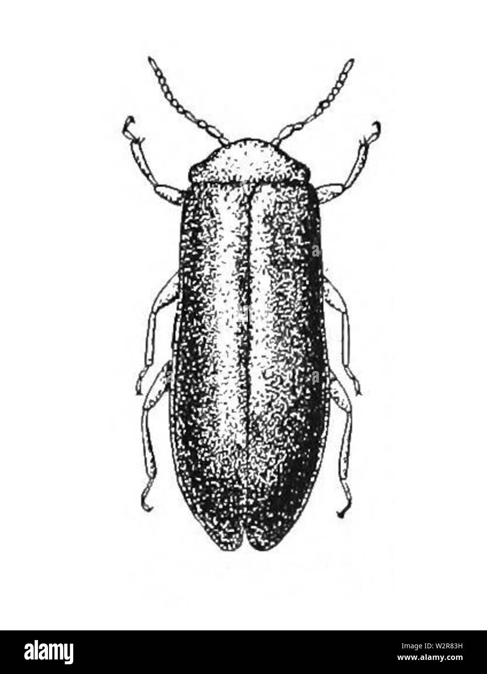 Body slender Black and White Stock Photos & Images - Alamy