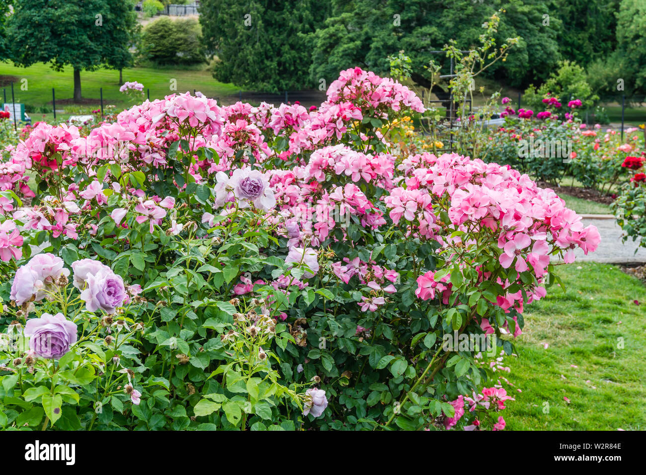 A view of the rose garden at Point Defiance Park in Tacoma, Washington ...