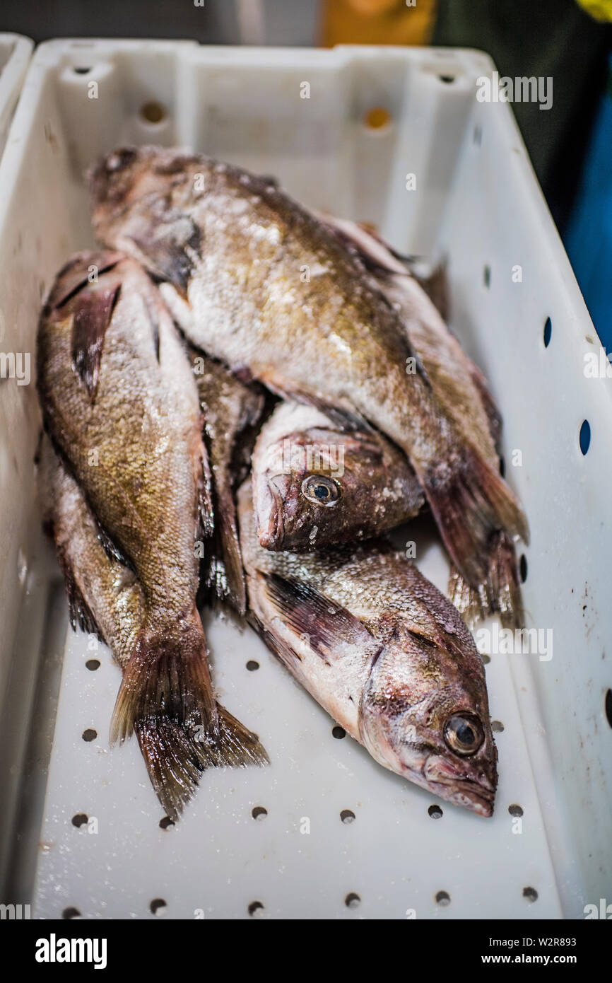 Fresh fish in a fish market stall Stock Photo - Alamy