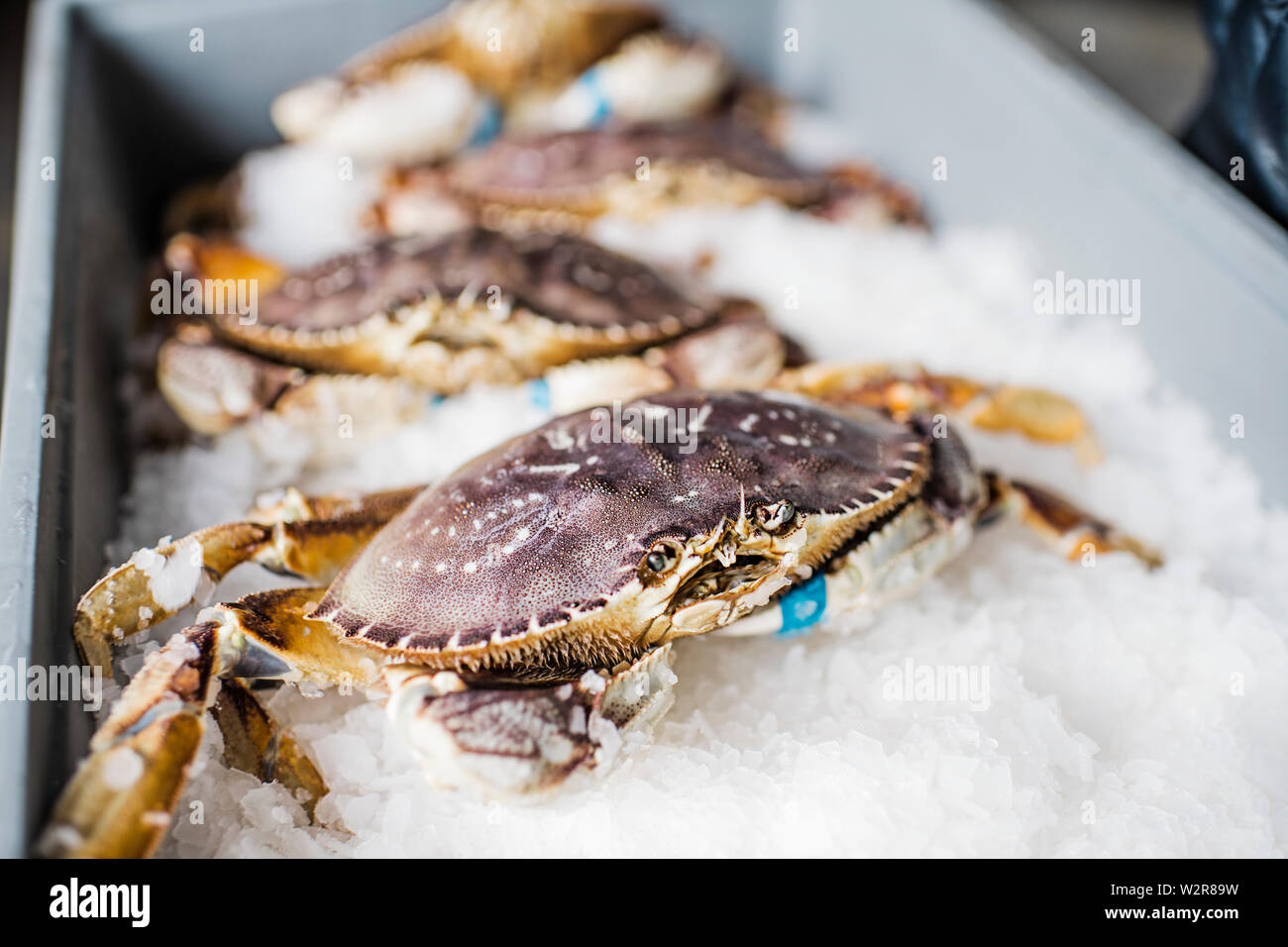 Group of fresh caught crab shellfish on ice at a fish market Stock ...
