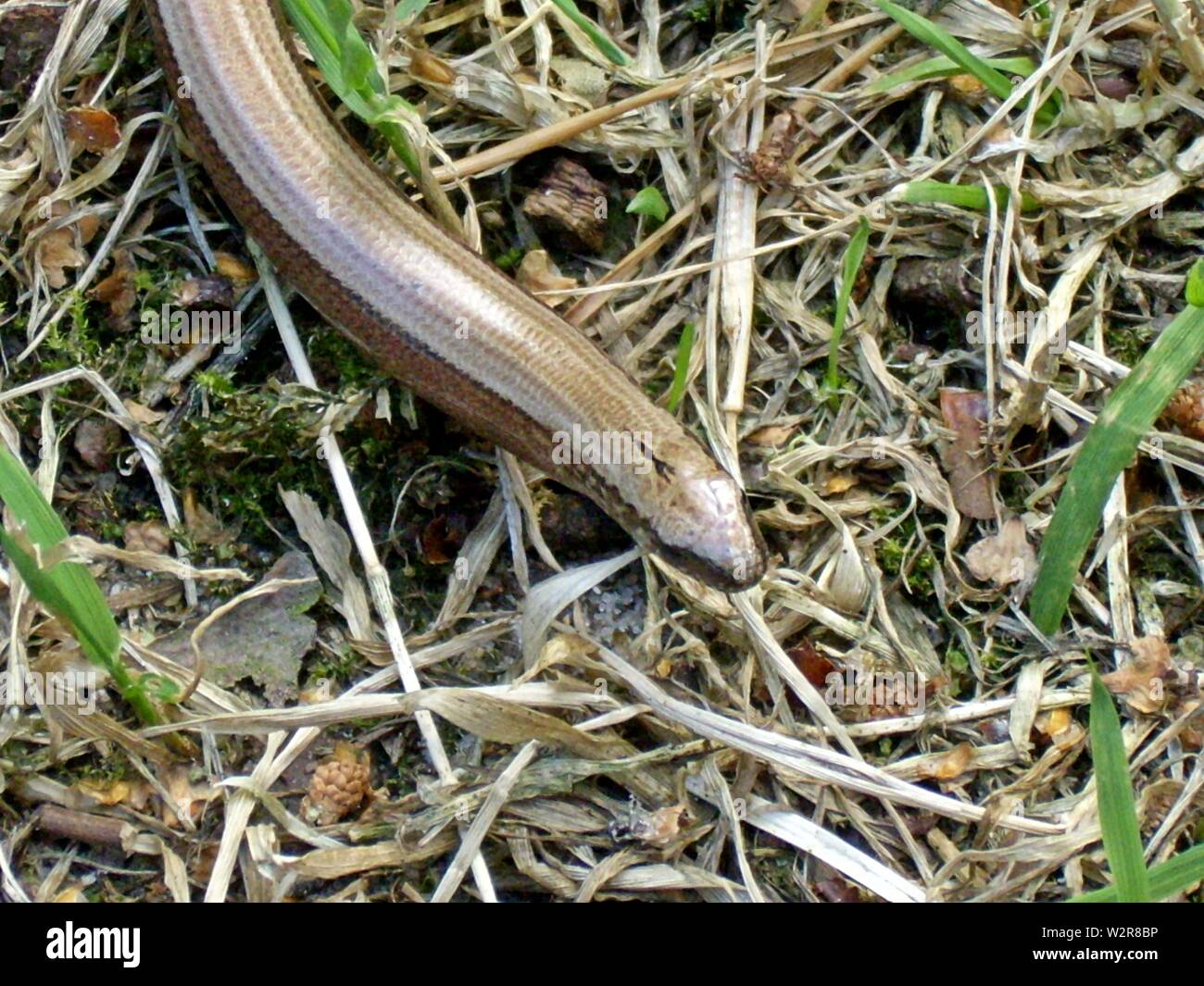 Slow-worm on a meadow Stock Photo - Alamy