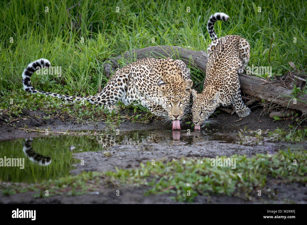 A mother leopard, Panthera pardus, and her cub crouch down and lap up ...