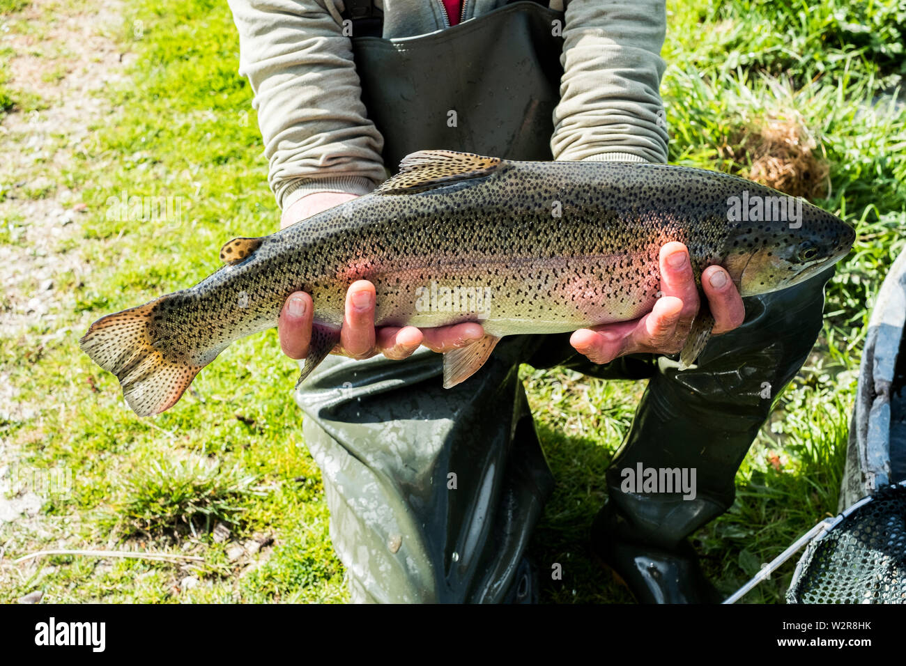 High angle close up of person holding freshly caught trout at a fish ...