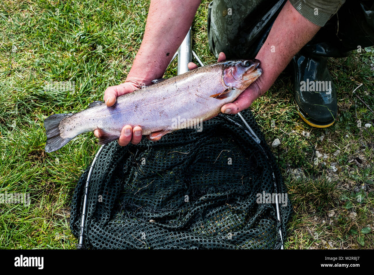 High angle close up of person holding freshly caught trout at a fish ...