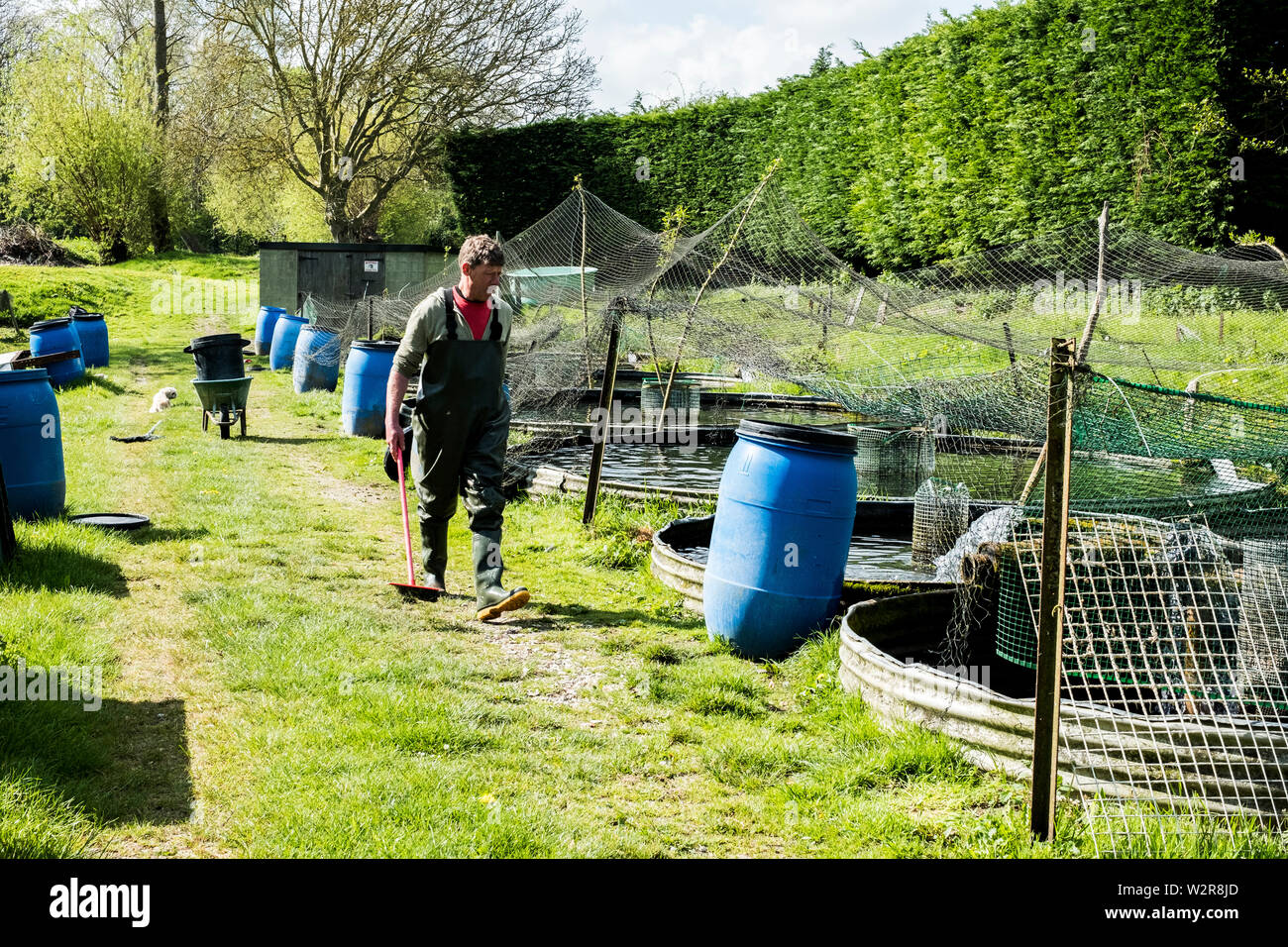 Man wearing waders walking past water tanks at a fish farm raising ...
