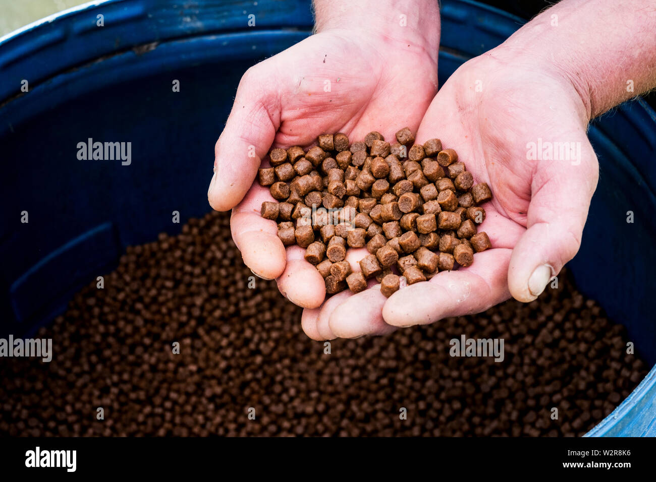 High angle close up of person holding heap of brown pellets, fish food ...