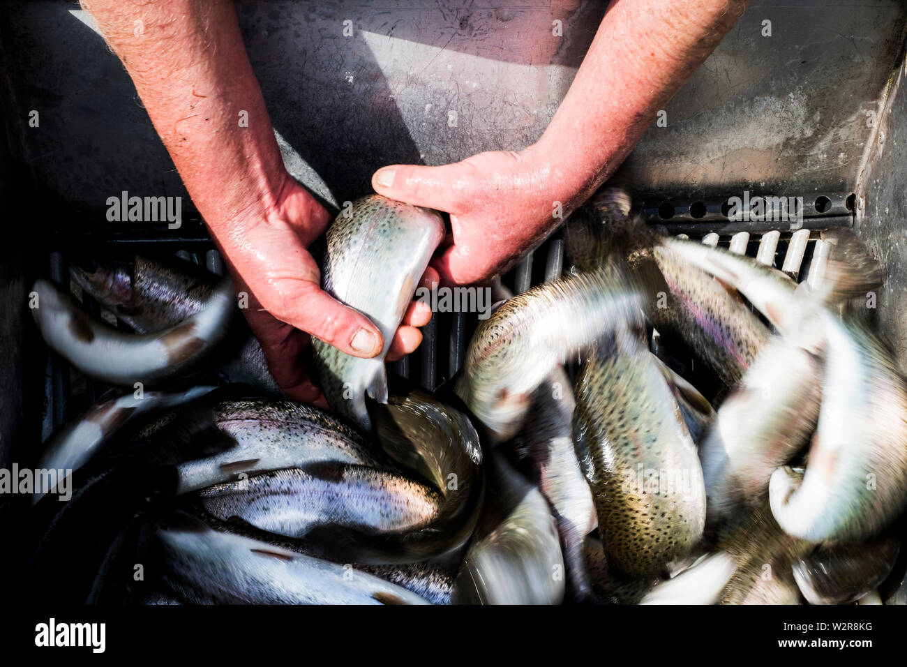 Conservation trout farm hi-res stock photography and images - Alamy