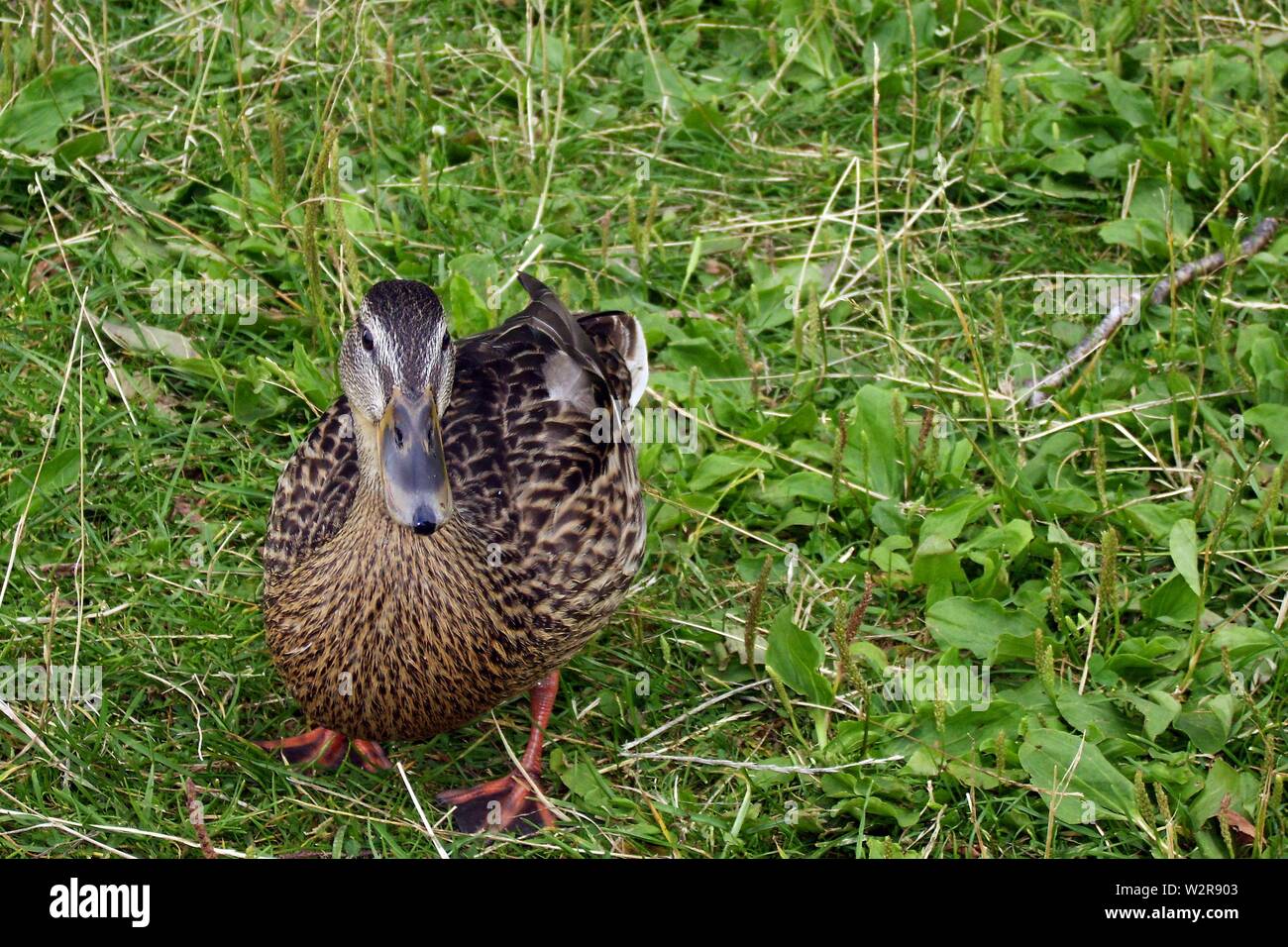 curious duck in a meadow Stock Photo - Alamy
