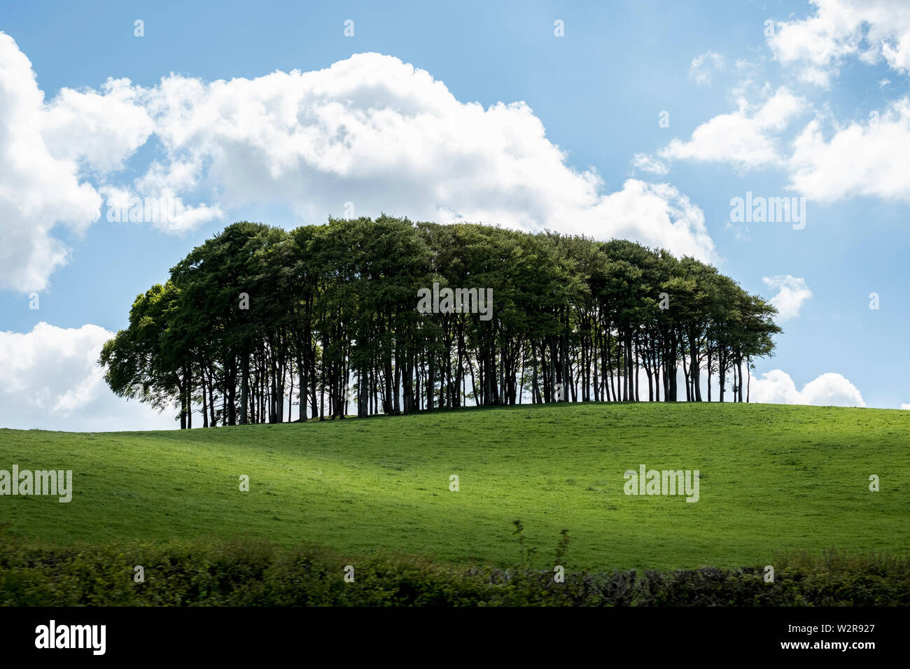 Landscape with Beech Tree copse on a hilly field under a cloudy sky ...
