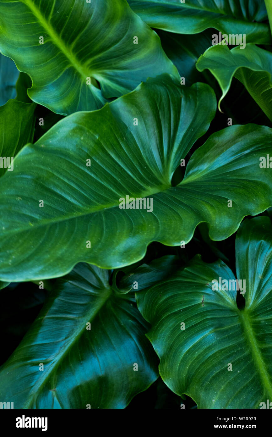 Large heart shaped leaf hi-res stock photography and images - Alamy