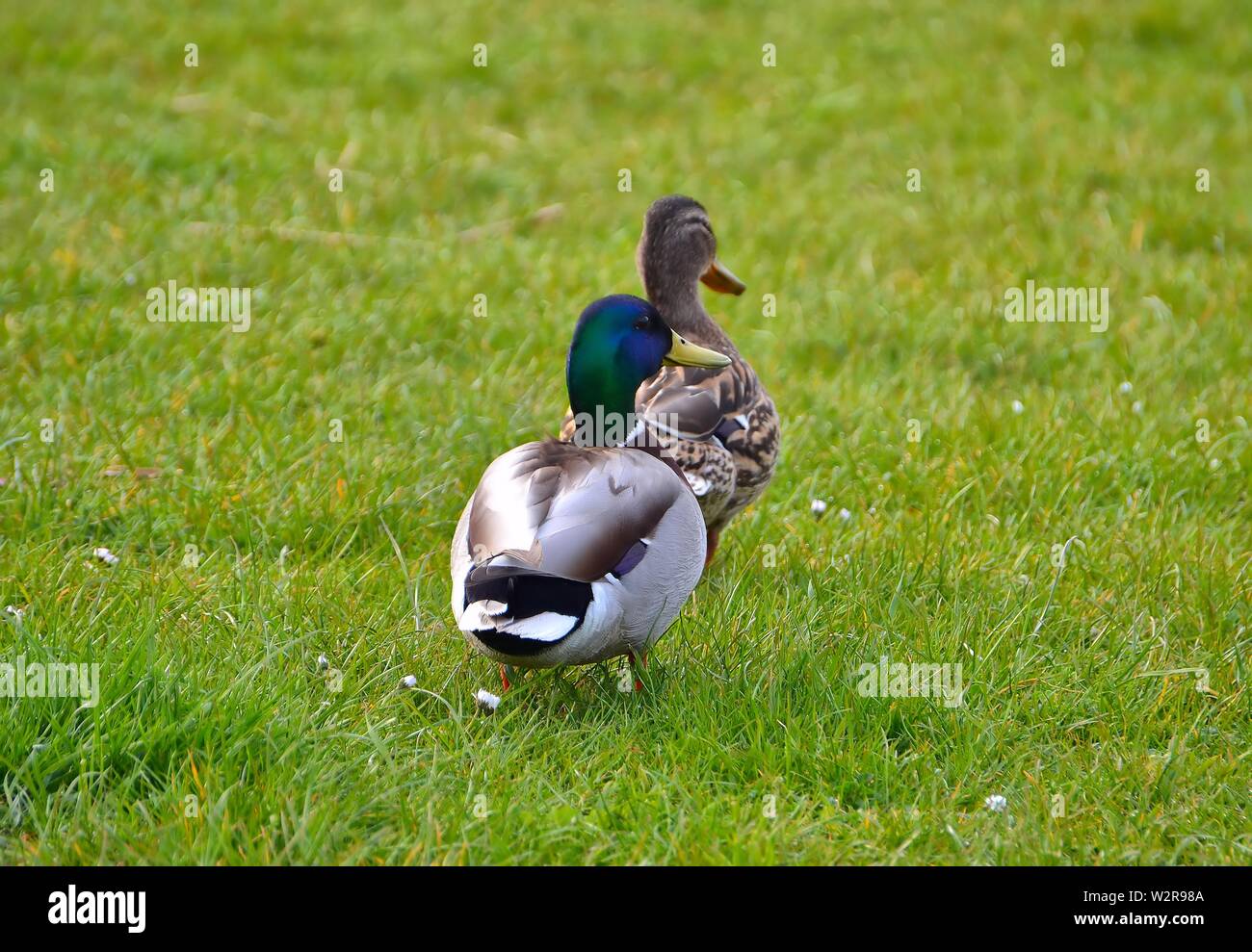 Fleeing duck hi-res stock photography and images - Alamy