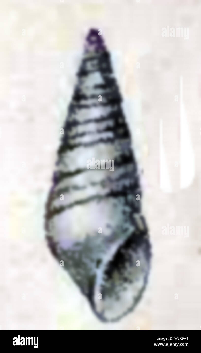 Boonea bisuturalis 001 Stock Photo - Alamy