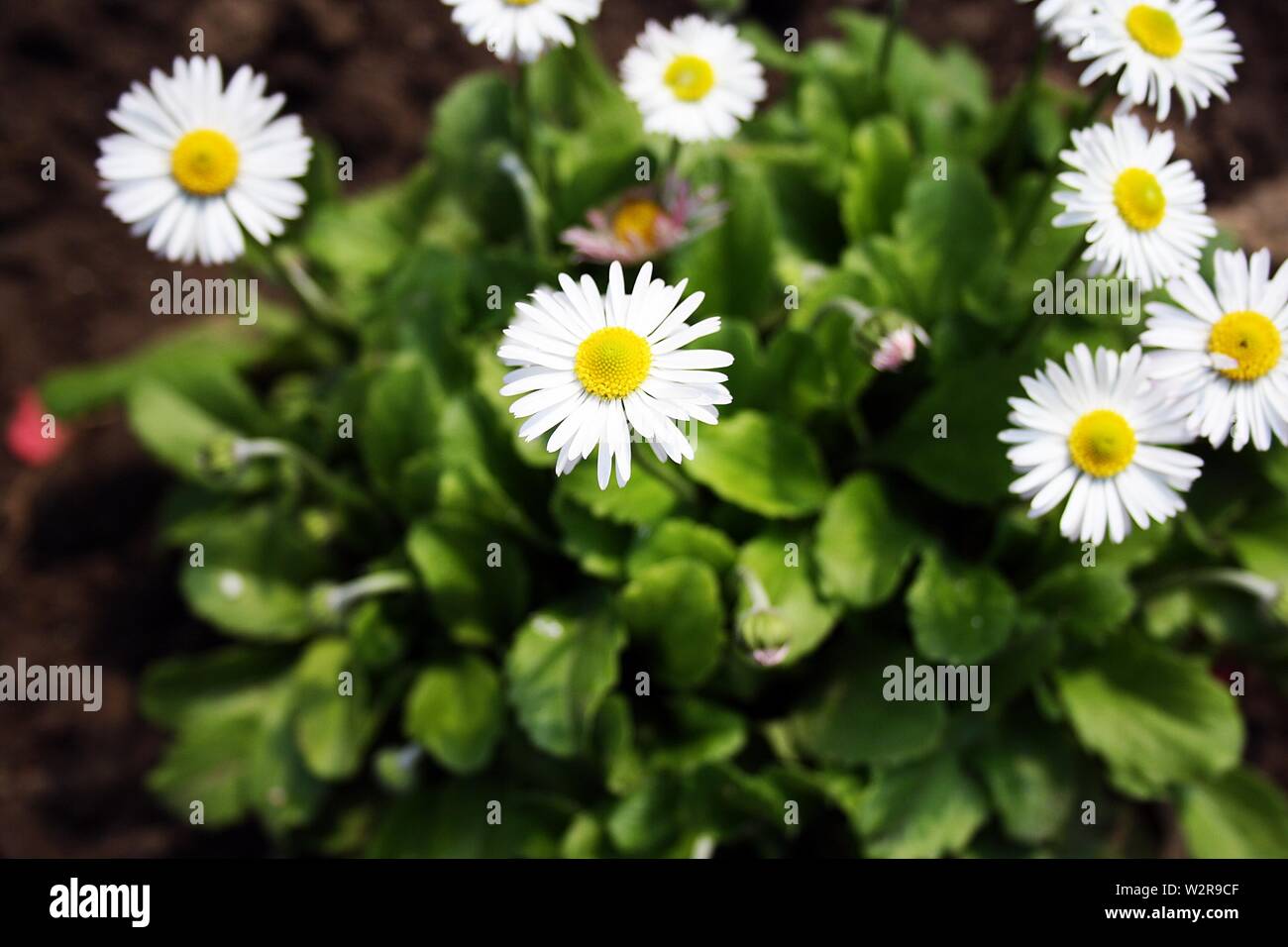 Light purple daisies hi-res stock photography and images - Alamy