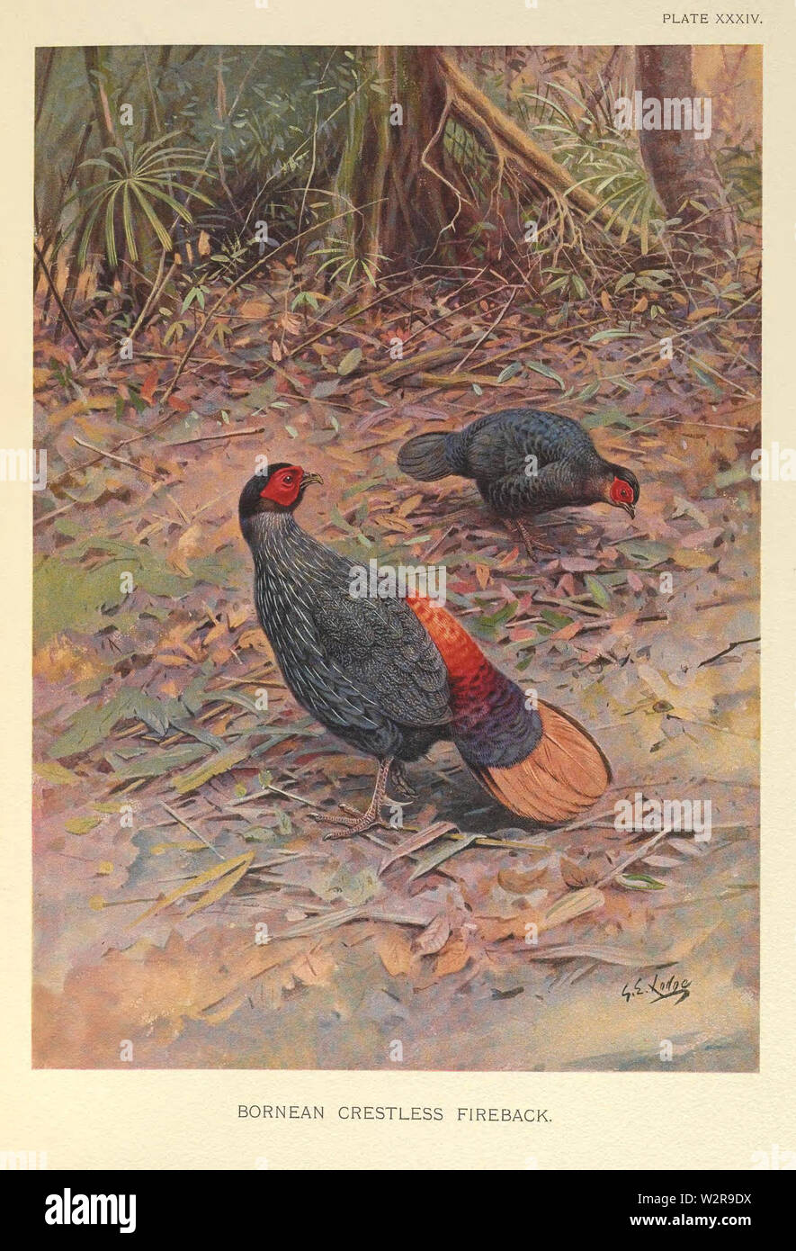 Crestless fireback hi-res stock photography and images - Alamy