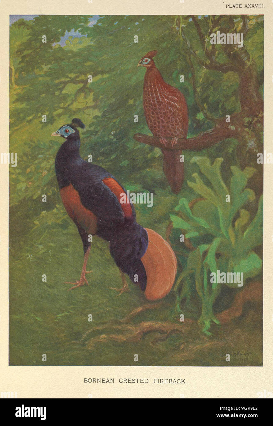 Crested fireback hi-res stock photography and images - Alamy