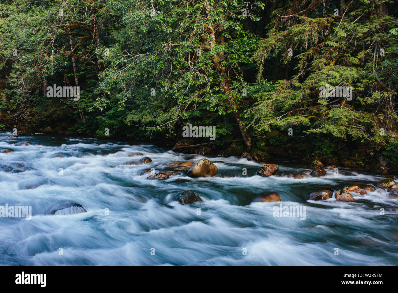 River flowing through lush, temperate rainforest Stock Photo - Alamy