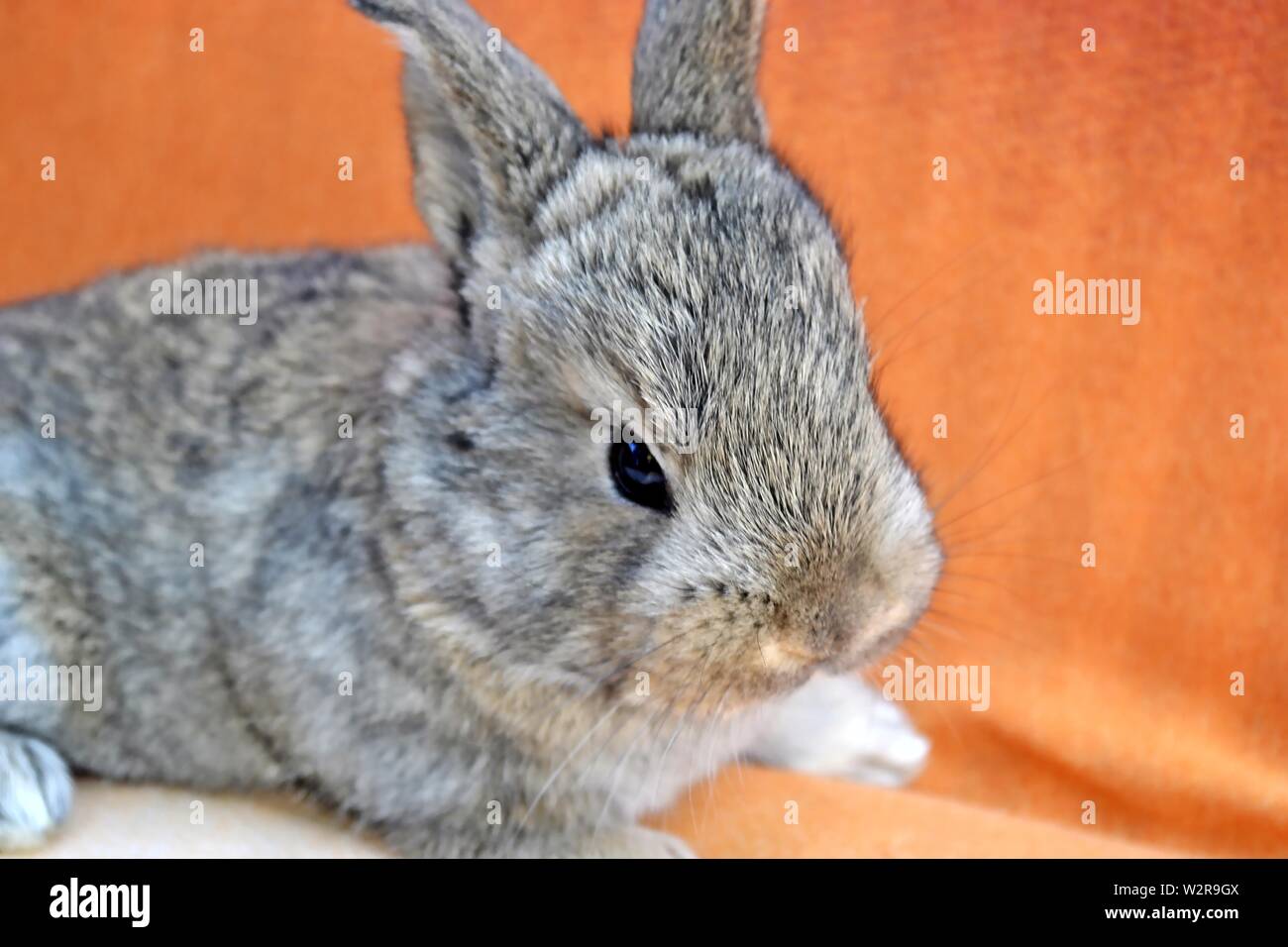 Baby rabbit picture hi-res stock photography and images - Alamy
