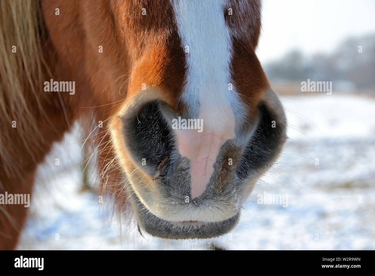 Horse lip hi-res stock photography and images - Alamy