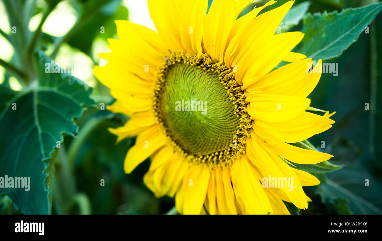 Sunflower in garden hi-res stock photography and images - Alamy