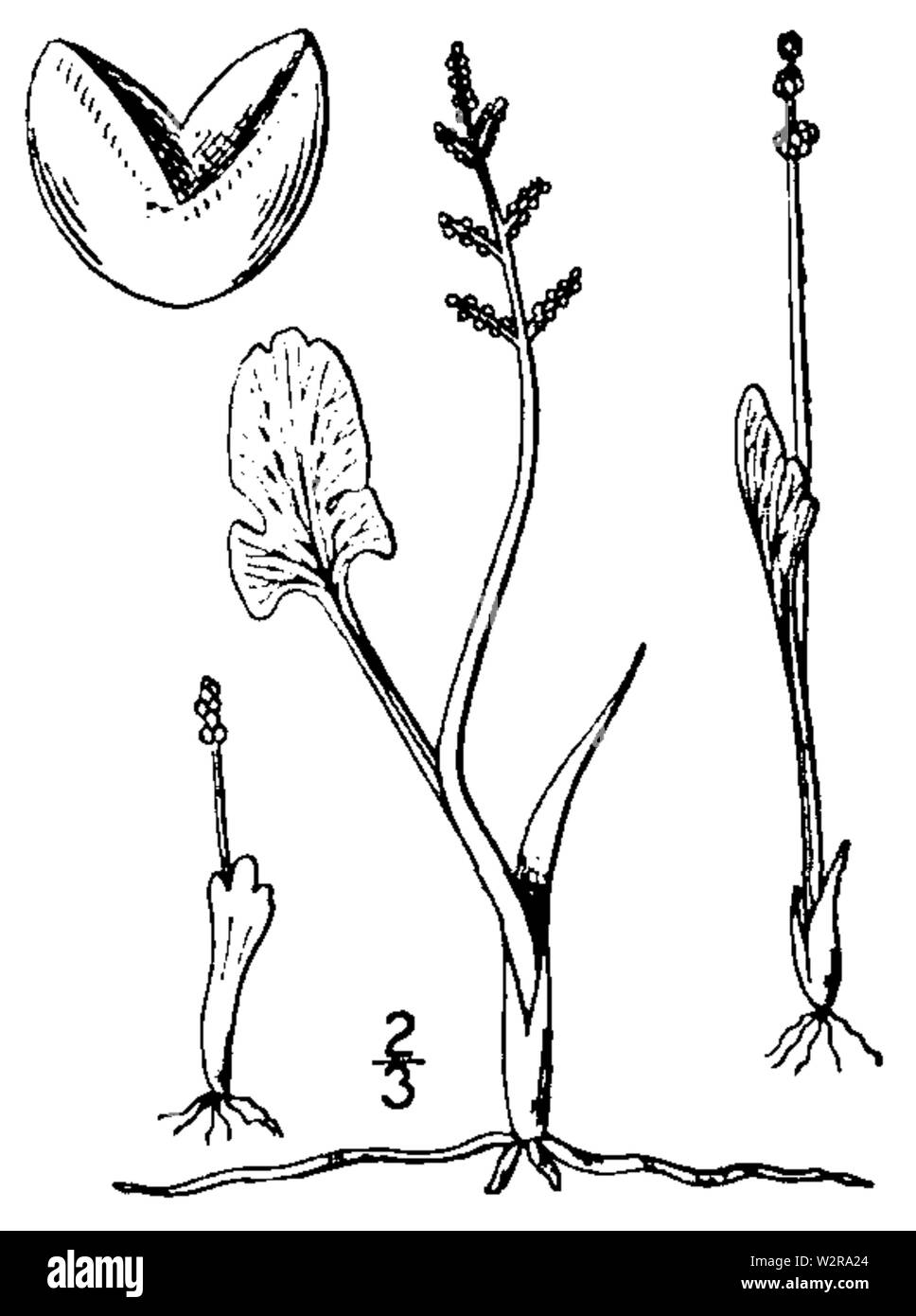 Botrychium simplex hi-res stock photography and images - Alamy