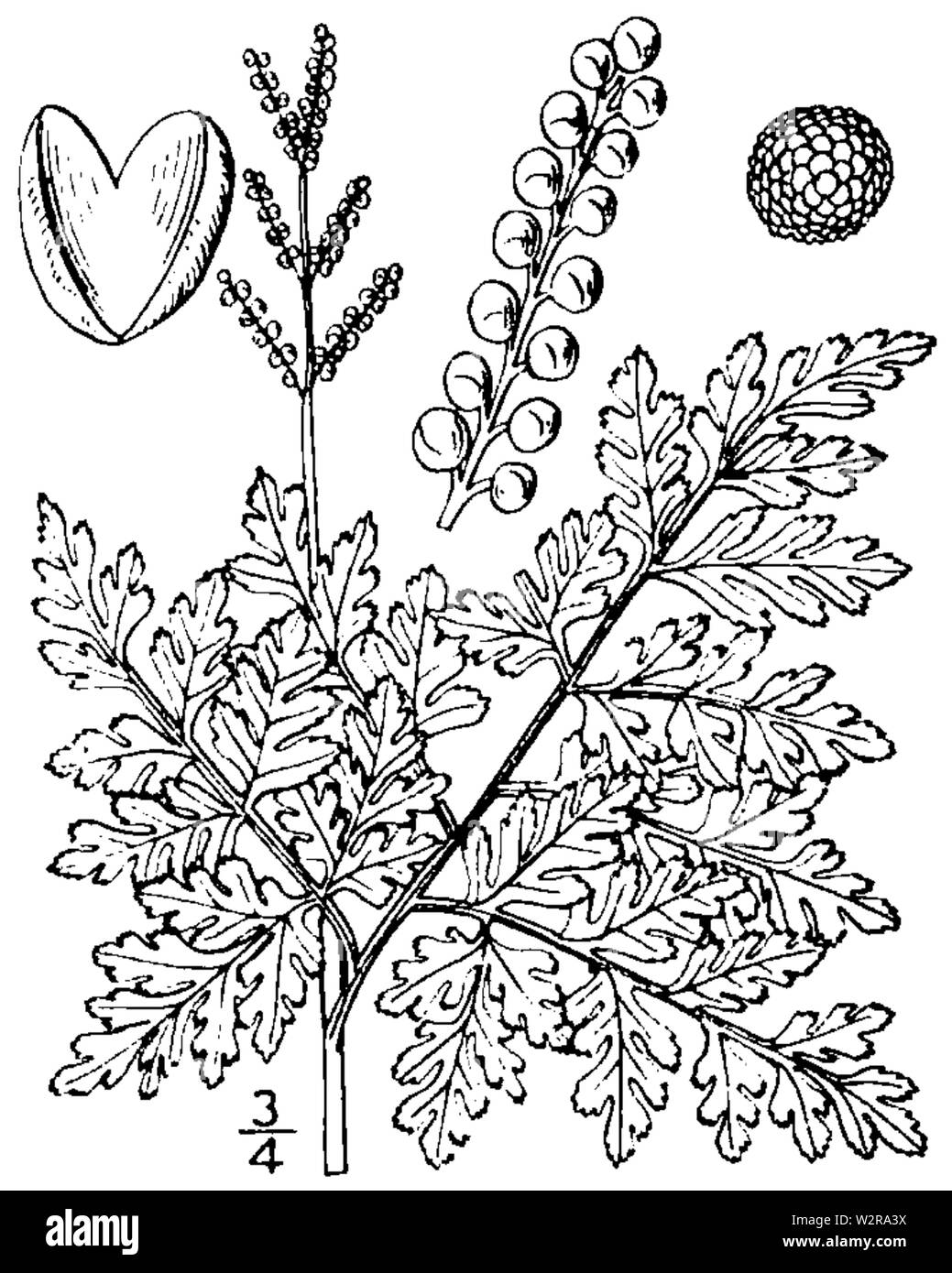 Botrychium virginianum hi-res stock photography and images - Alamy
