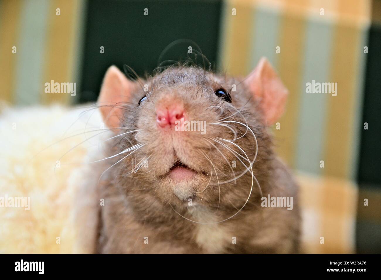 Tame rat hi-res stock photography and images - Alamy