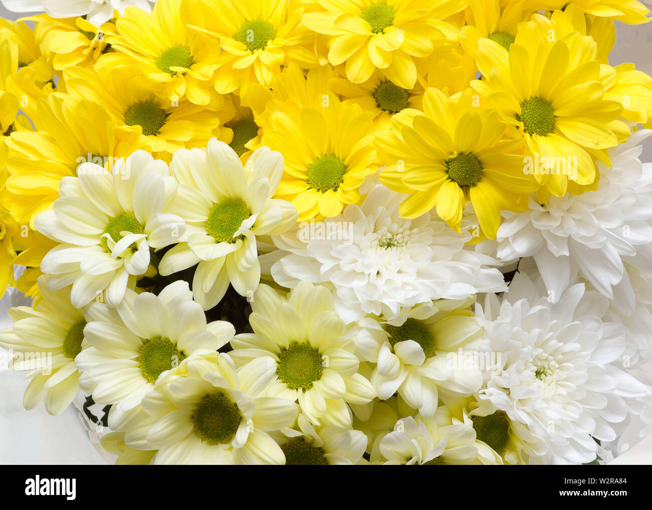 White flowers close hi-res stock photography and images - Alamy