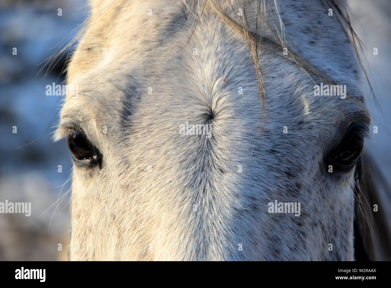 Horse front view picture hi-res stock photography and images - Alamy