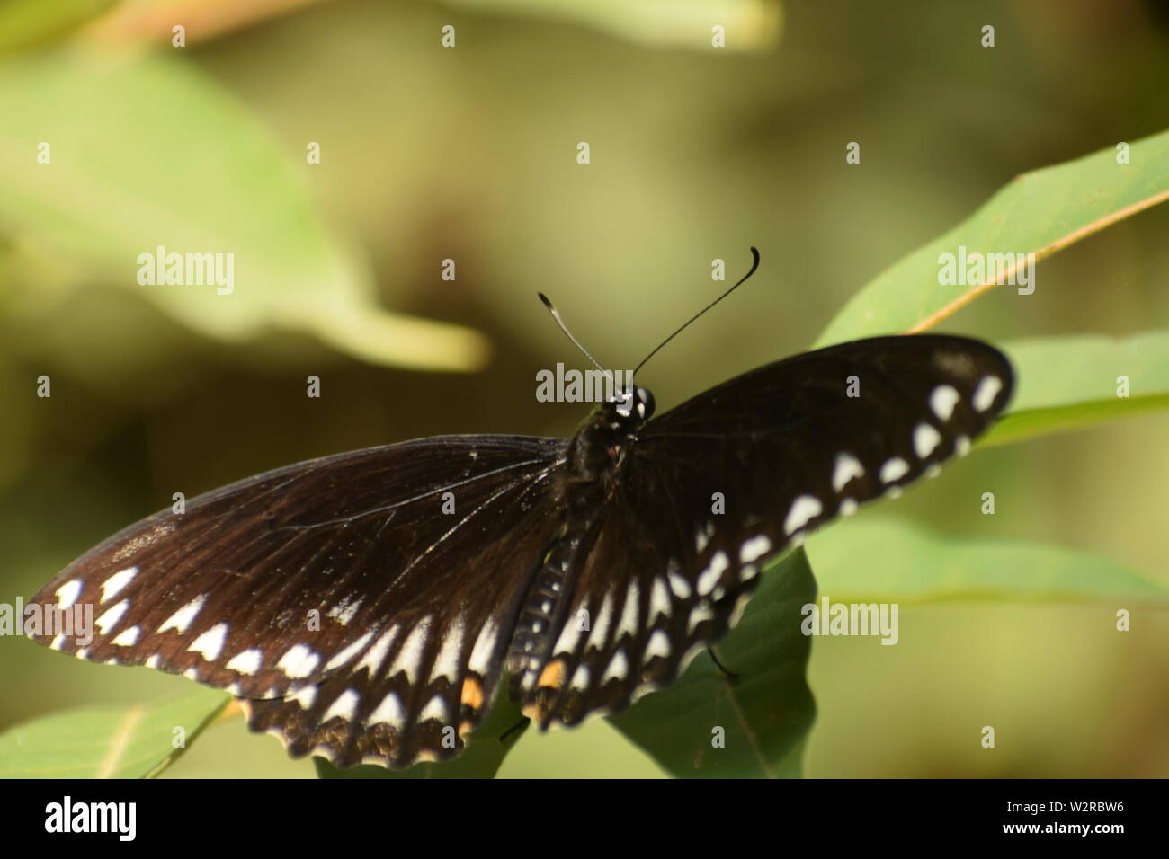 Common mime female hi-res stock photography and images - Alamy