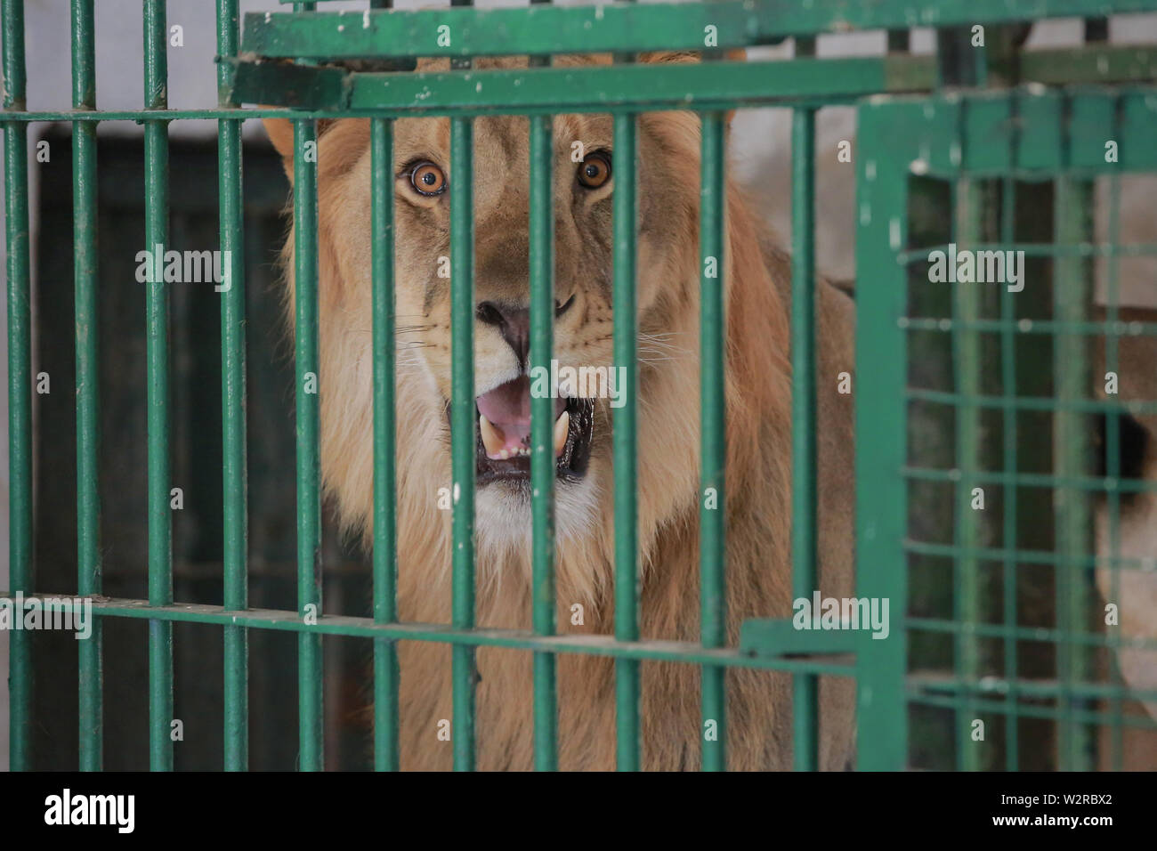 Iraq the baghdad zoo hi-res stock photography and images - Alamy