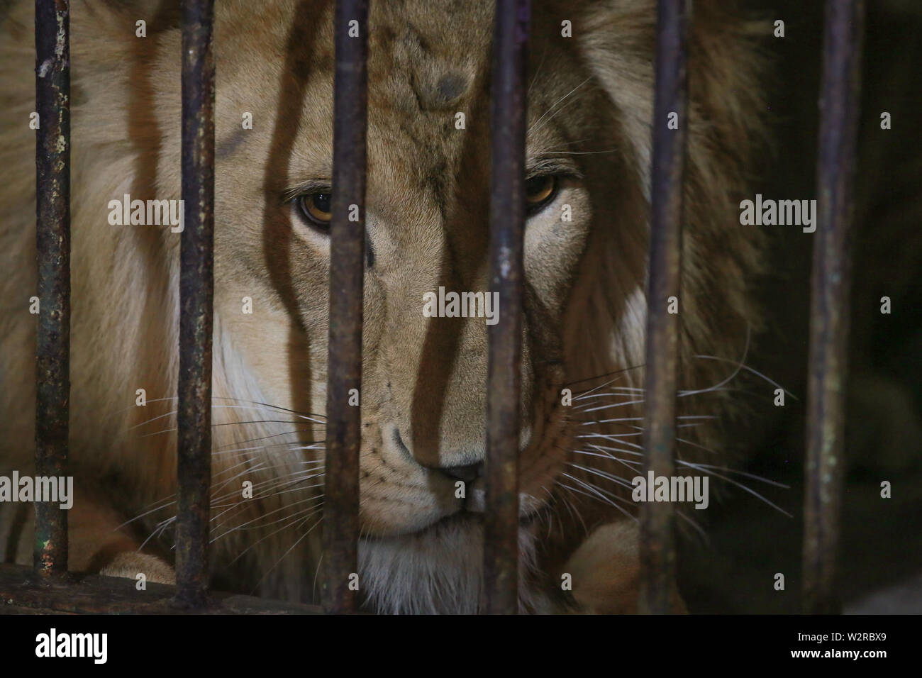 Baghdad, Iraq. 10th July, 2019. A lion is seen inside its enclosure ...