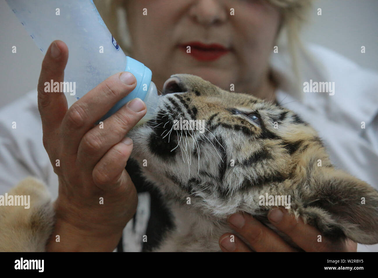 Iraq the baghdad zoo hi-res stock photography and images - Alamy