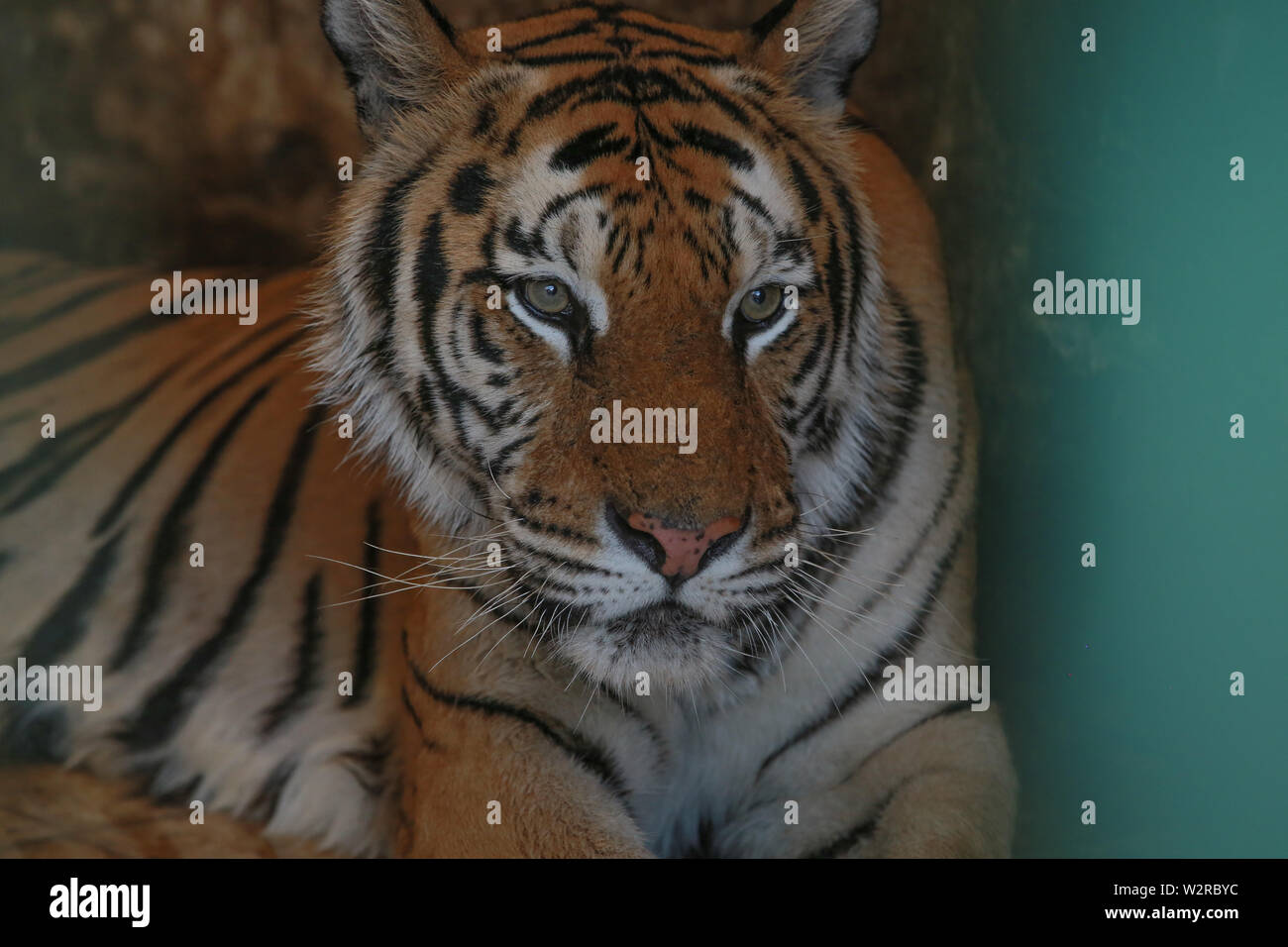 Iraq the baghdad zoo hi-res stock photography and images - Alamy