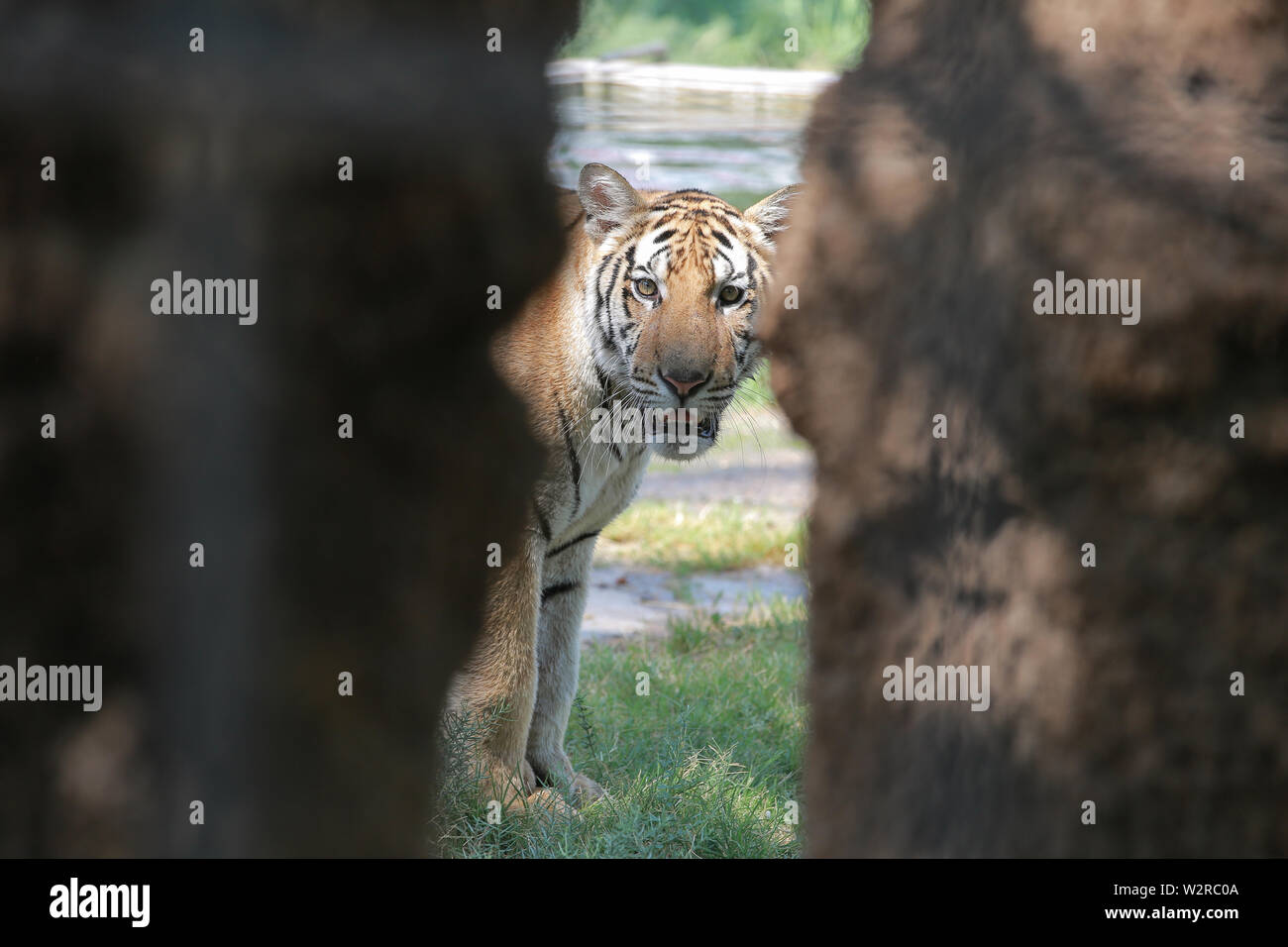 Iraq the baghdad zoo hi-res stock photography and images - Alamy