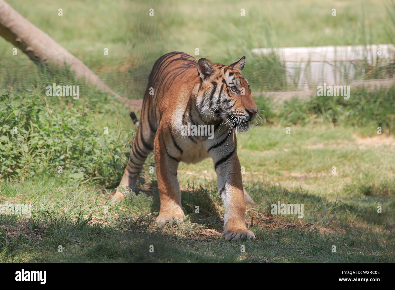 Baghdad, Iraq. 10th July, 2019. A tiger is seen inside its enclosure ...