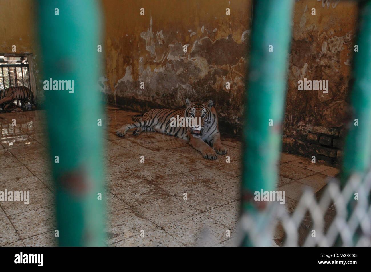 Iraq the baghdad zoo hi-res stock photography and images - Alamy