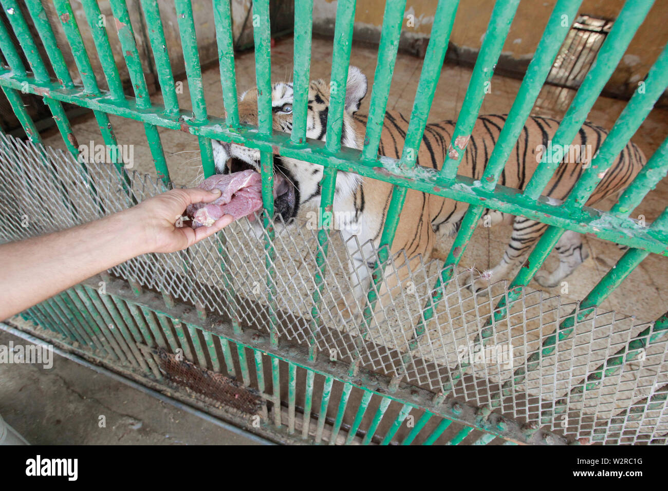 Tiger inside its enclosure hi-res stock photography and images - Alamy