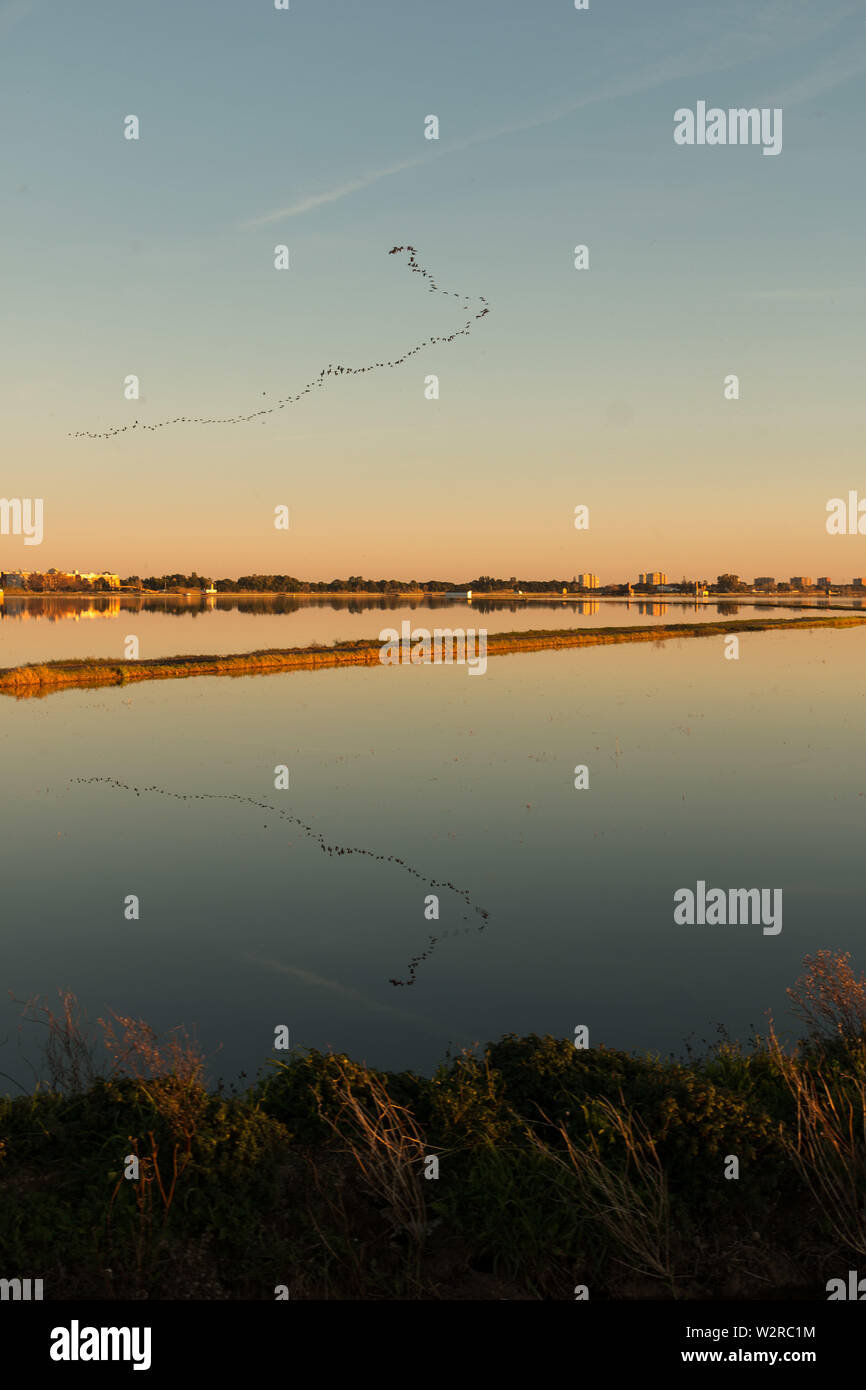 Birds in formation with its reflection on water in Albufera lagoon, in ...