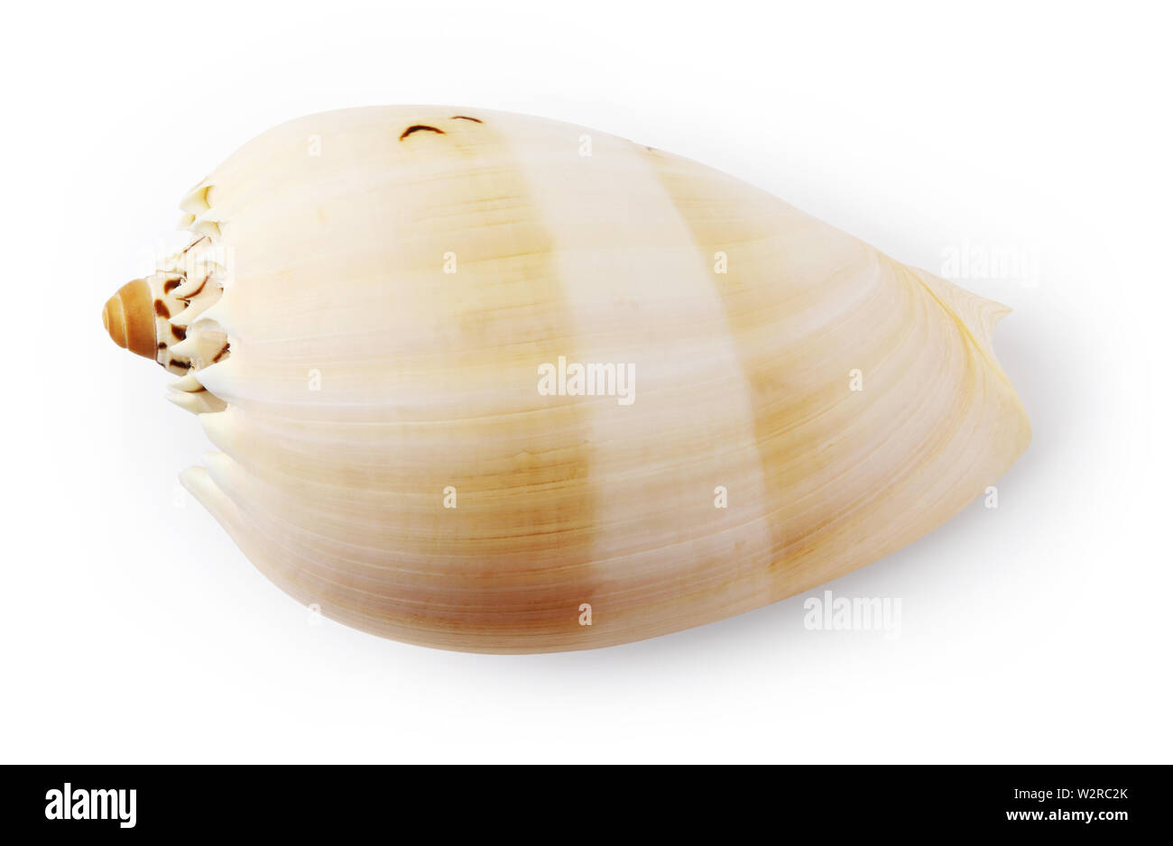 seashell isolated on white background, top view Stock Photo - Alamy