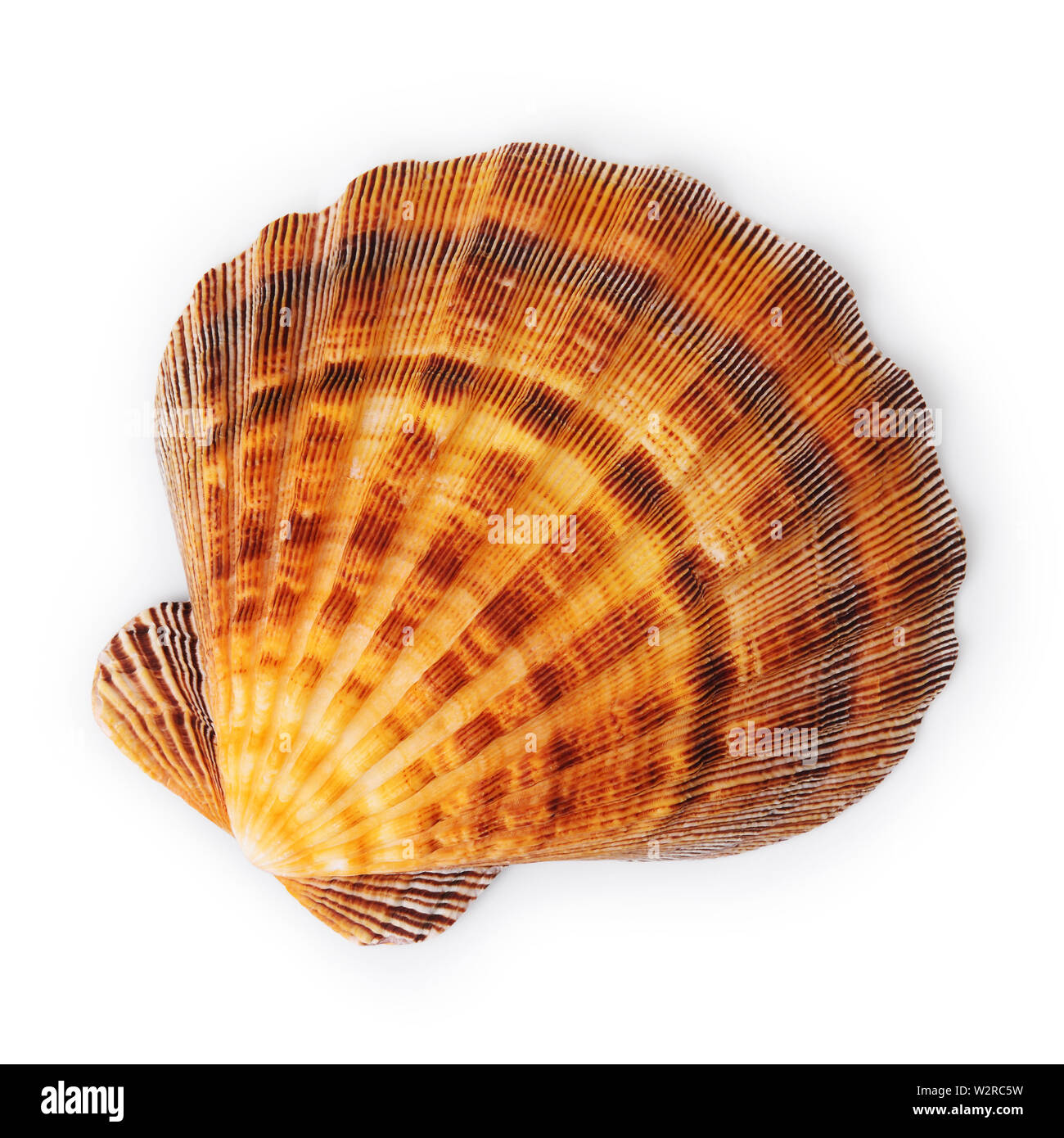 seashell isolated on white background, top view Stock Photo - Alamy