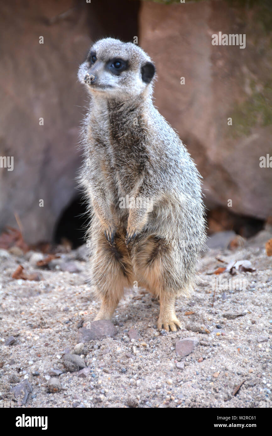 Grey meerkats hi-res stock photography and images - Alamy