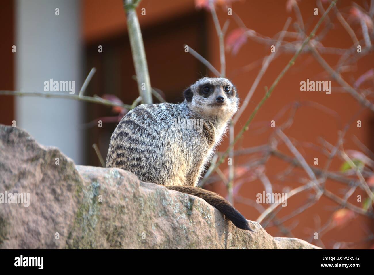 Meerkat Sitting Down High Resolution Stock Photography and Images - Alamy