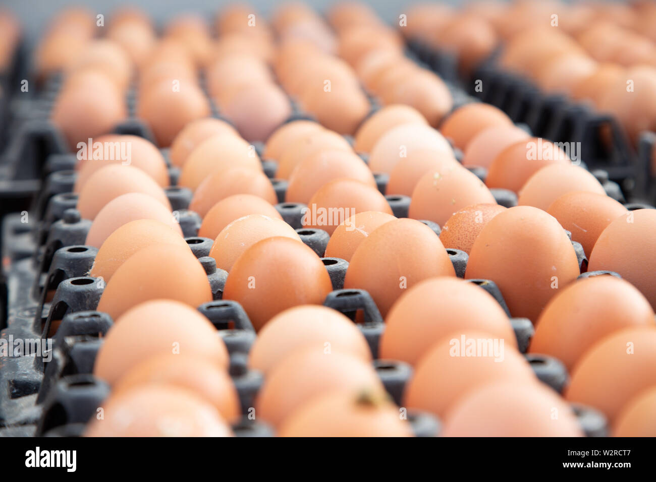 Egg panels arranged on a chicken farm Stock Photo - Alamy