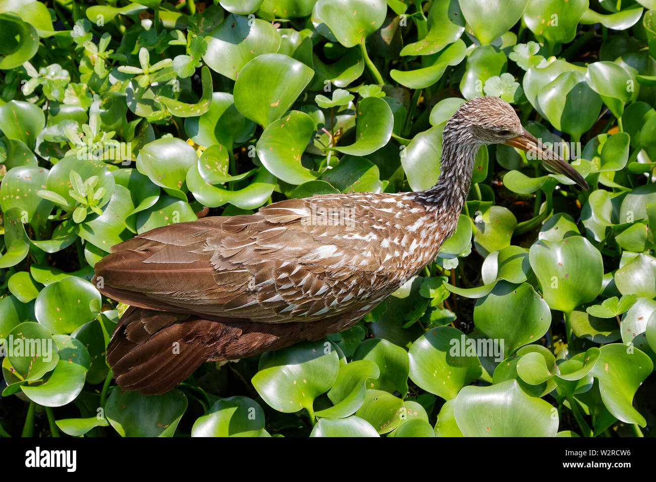Limpkin; brown spotted bird; wildlife; Aramus guarauna, close-up ...