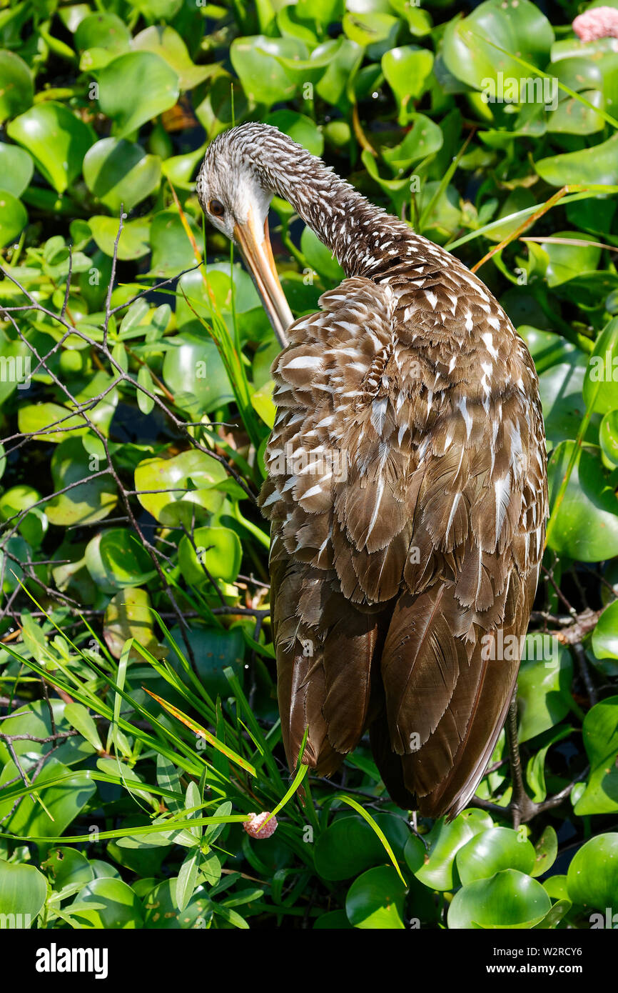 Limpkin preening; brown spotted bird; wildlife; nature, Aramus guarauna ...